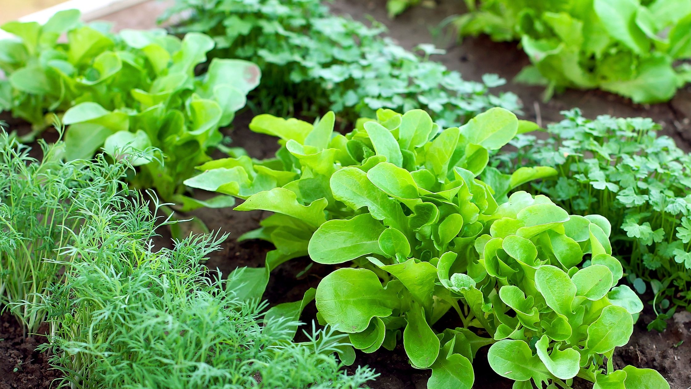 Growing Veggies in a Hot Climate